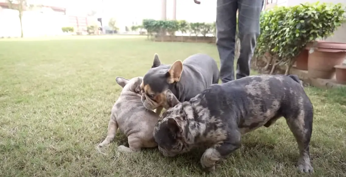 Find The Best English Bulldog Puppies Near You In Chicago, Illinois