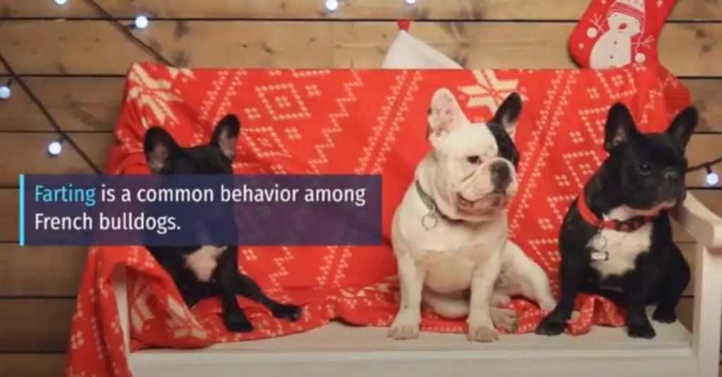 Why Do French Bulldogs Fart So Much? (And How To Stop It!)