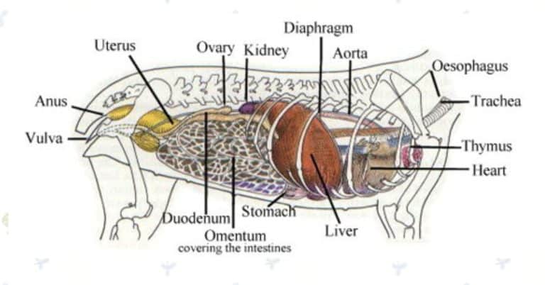 French Bulldog Anatomy Organs: A Comprehensive Guide