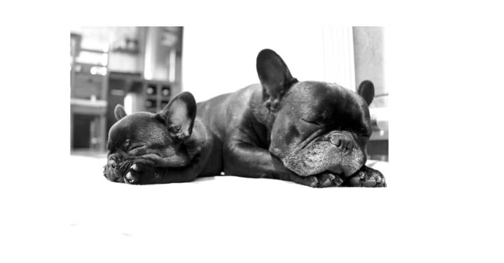 French Bulldog Health Problems: Common Issues And Preventive Measures