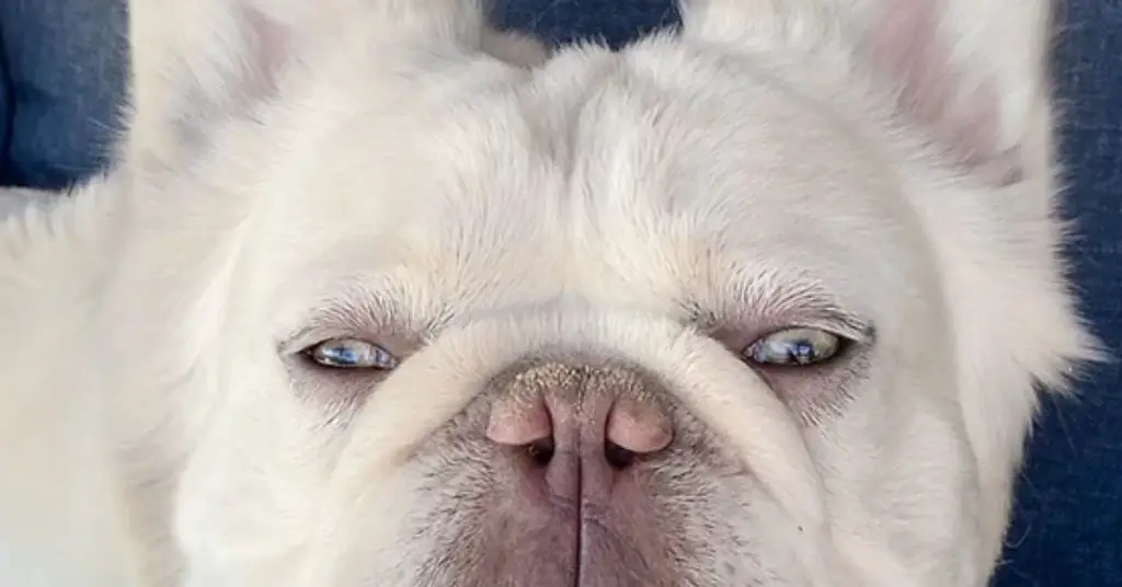 5 Reasons Your Frenchie's Eye Is Red And What To Do