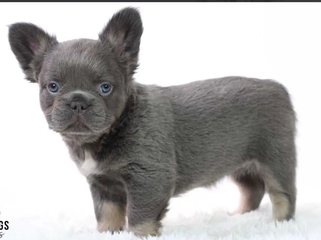 The Fluffy French Bulldog Puppy: A Guide To Choosing And Caring For ...