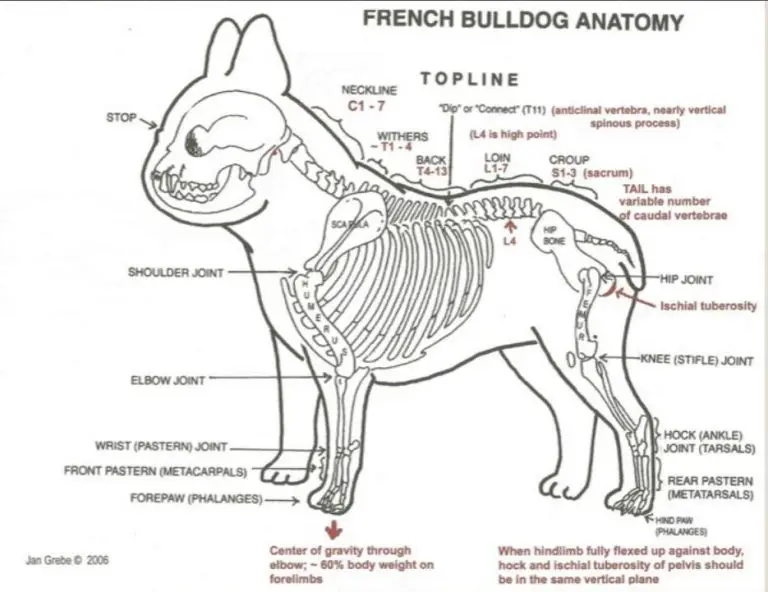 French Bulldog Anatomy Organs: A Comprehensive Guide