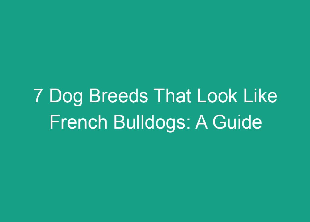 7 Best Fluffy French Bulldog Breeder: Check Out Our Top Picks Now