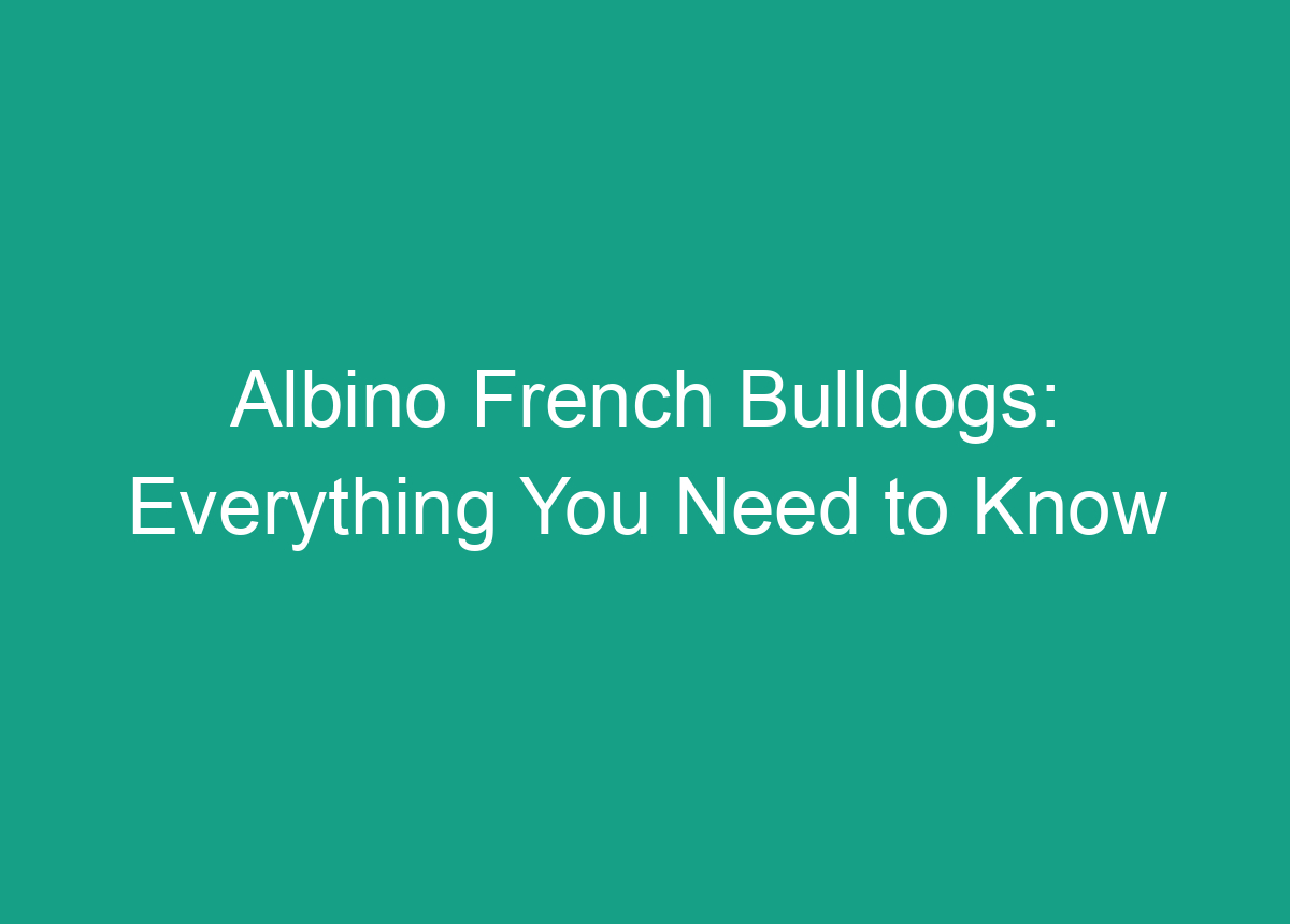 Albino French Bulldogs: Everything You Need To Know
