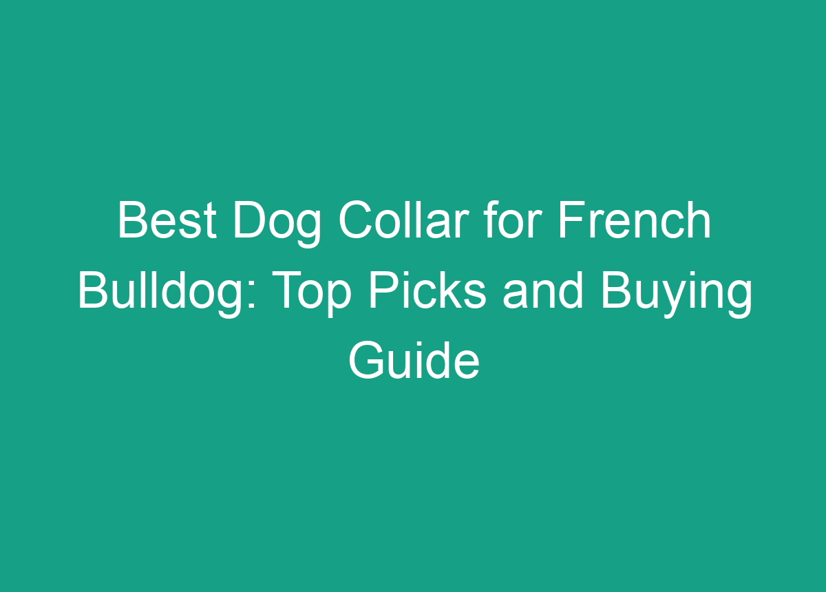 Best Dog Collar For French Bulldog: Top Picks And Buying Guide
