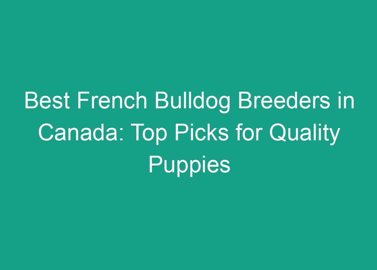 Best French Bulldog Breeders In Canada: Top Picks For Quality Puppies