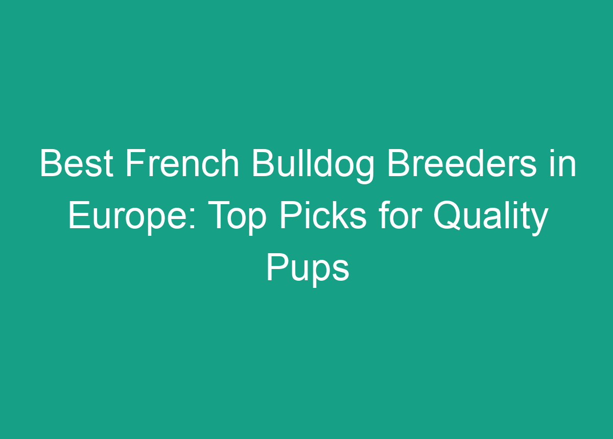 Best French Bulldog Breeders In Europe: Top Picks For Quality Pups