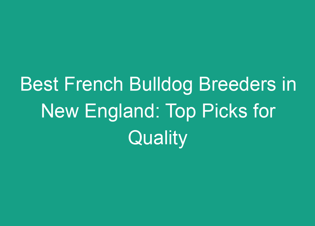 Best French Bulldog Breeders In New England: Top Picks For Quality Pups