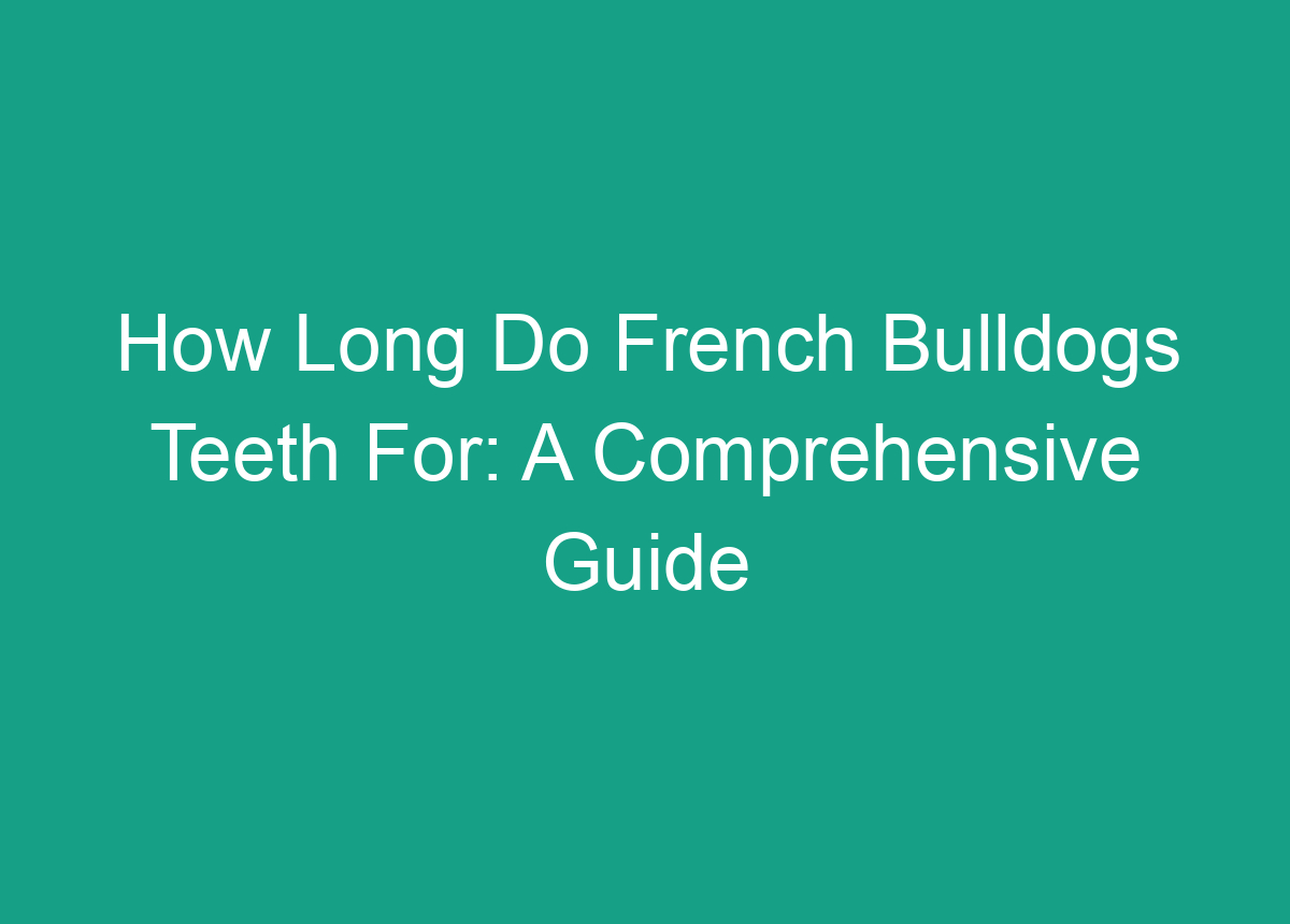 How Long Do French Bulldogs Teeth For: A Comprehensive Guide