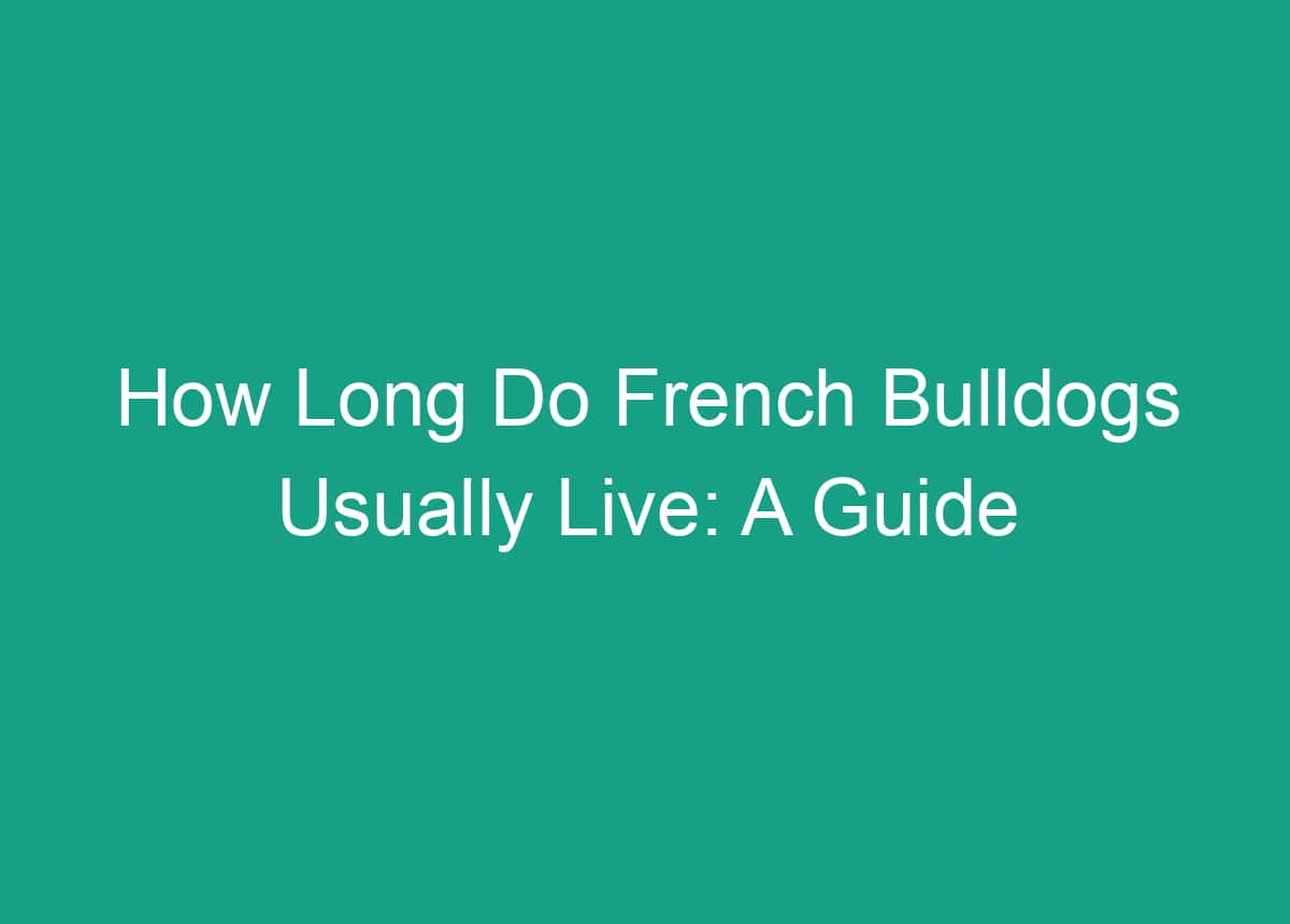 How Long Do French Bulldogs Usually Live: A Guide To Lifespan Expectancy