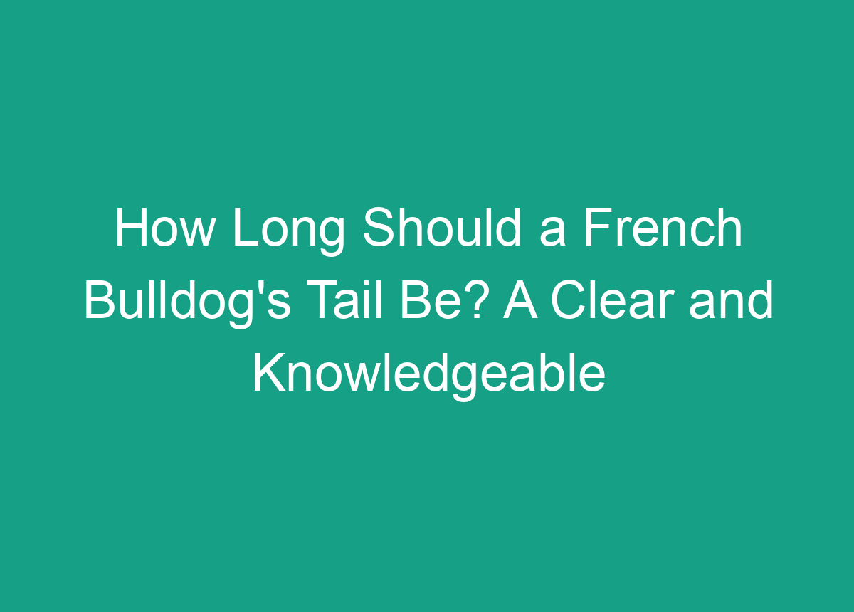 How Long Should A French Bulldog's Tail Be? A Clear And Knowledgeable ...