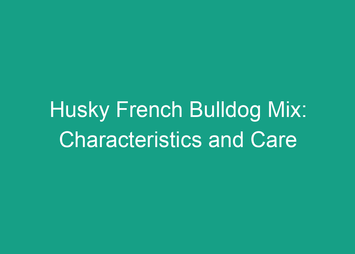 Husky French Bulldog Mix: Characteristics And Care