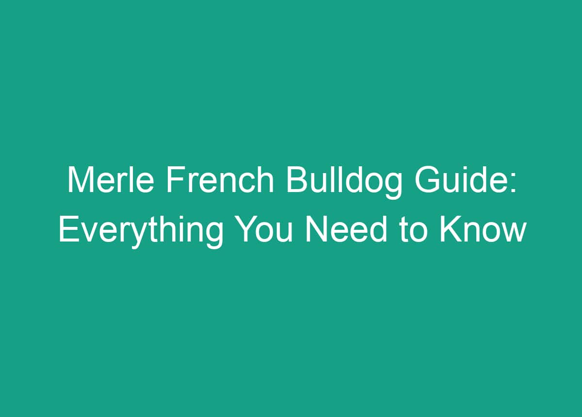 Merle French Bulldog Guide: Everything You Need To Know