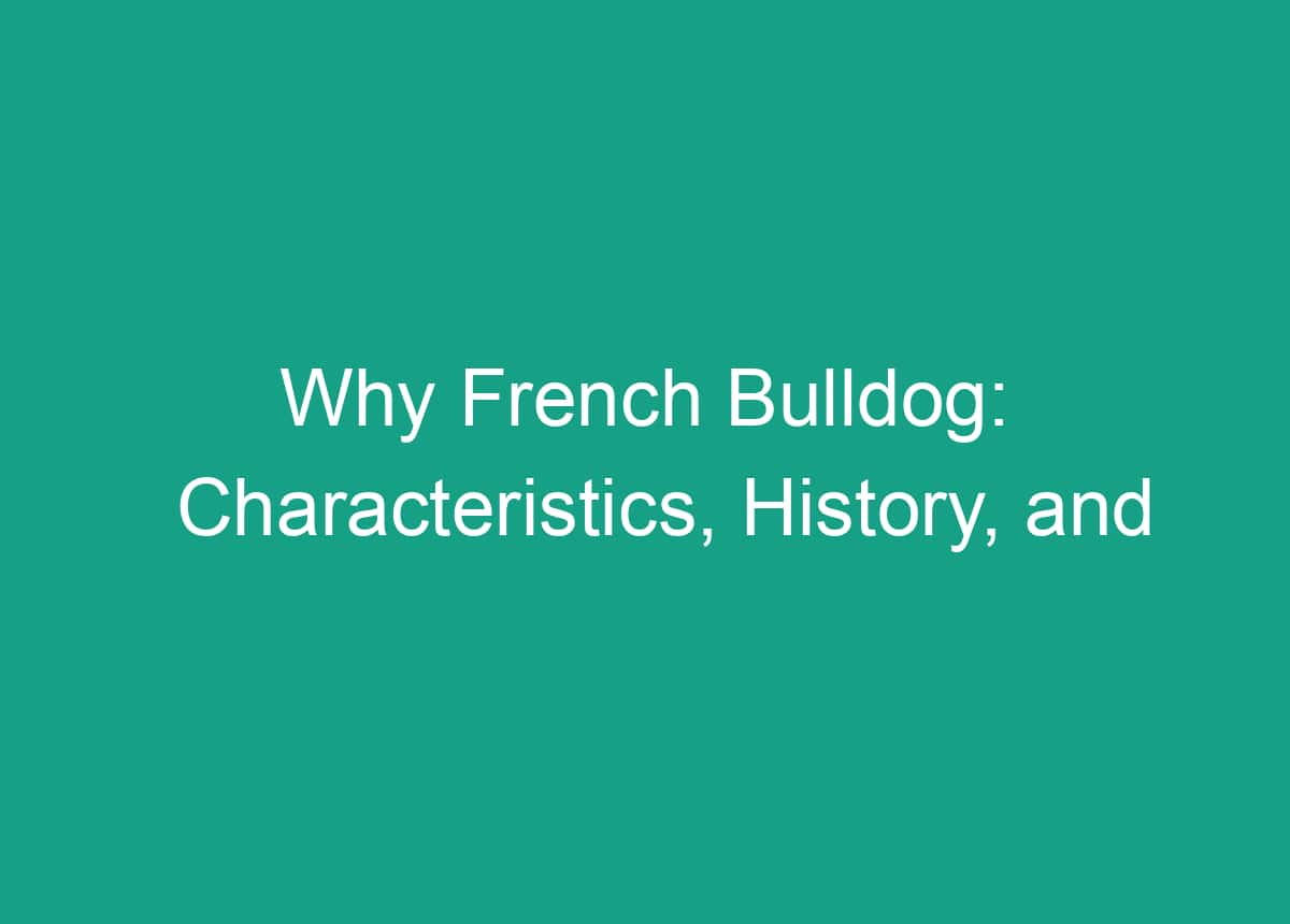 Why French Bulldog: Characteristics, History, And Care