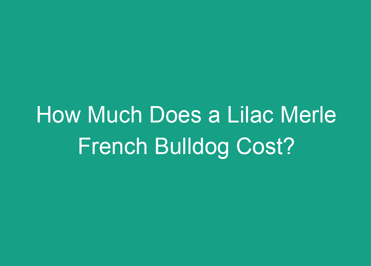 How Much Does A Lilac Merle French Bulldog Cost?