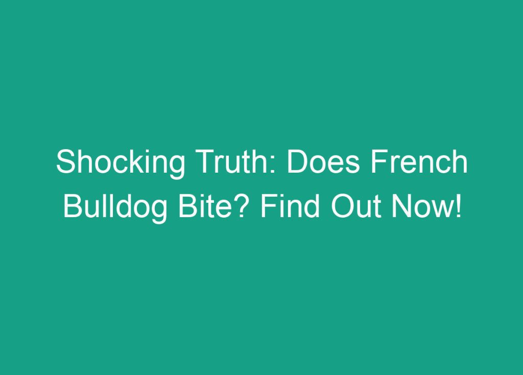 Grey French Bulldog: Everything To Know About This Unique Breed