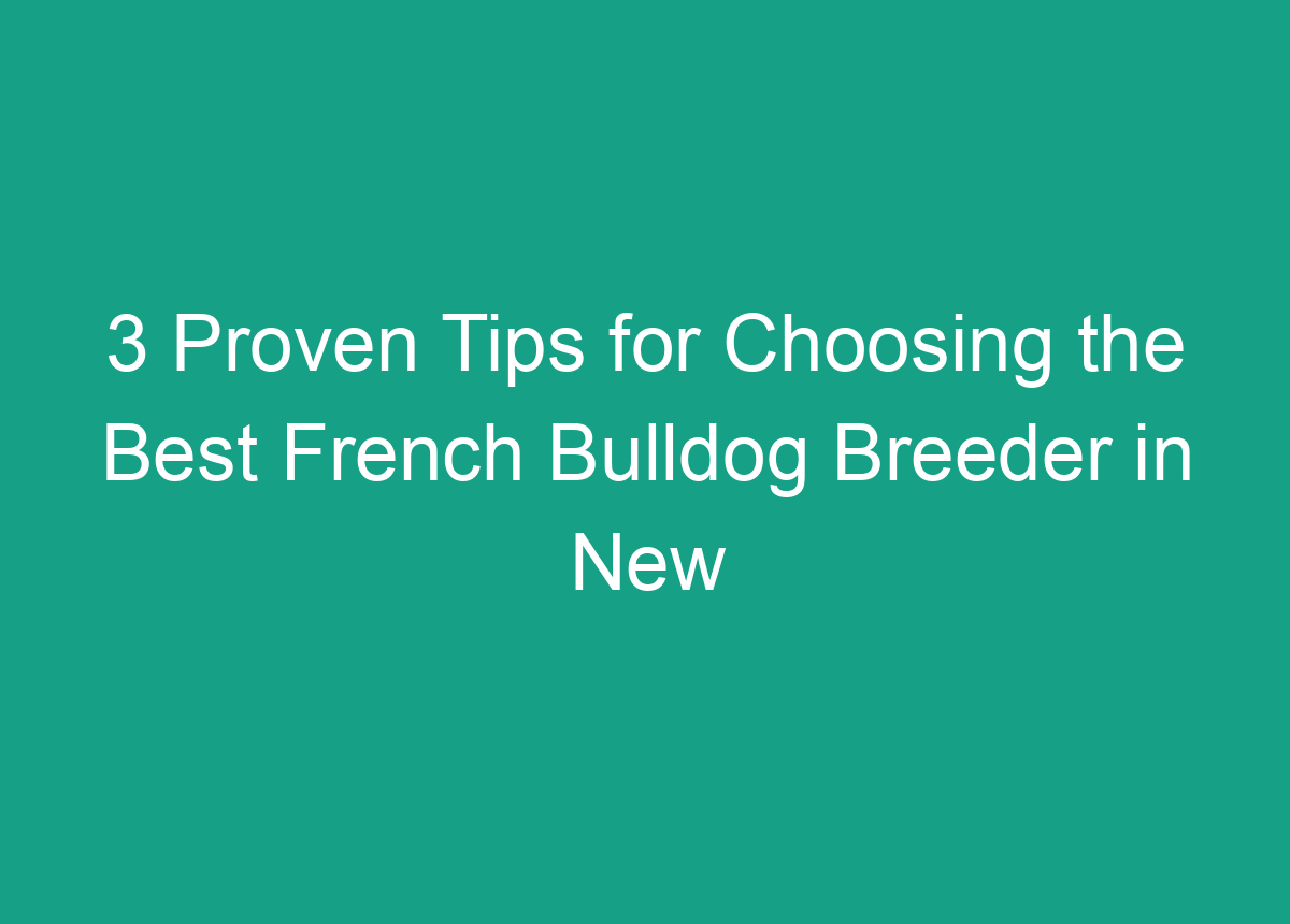 3 Proven Tips For Choosing The Best French Bulldog Breeder In New England