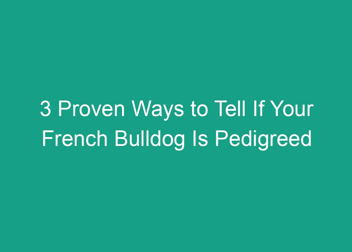 3 Proven Ways To Tell If Your French Bulldog Is Pedigreed