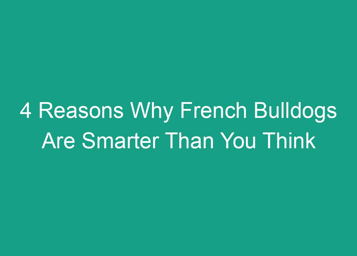 4 Reasons Why French Bulldogs Are Smarter Than You Think