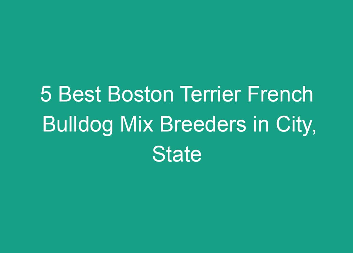 5 Best Boston Terrier French Bulldog Mix Breeders In City, State