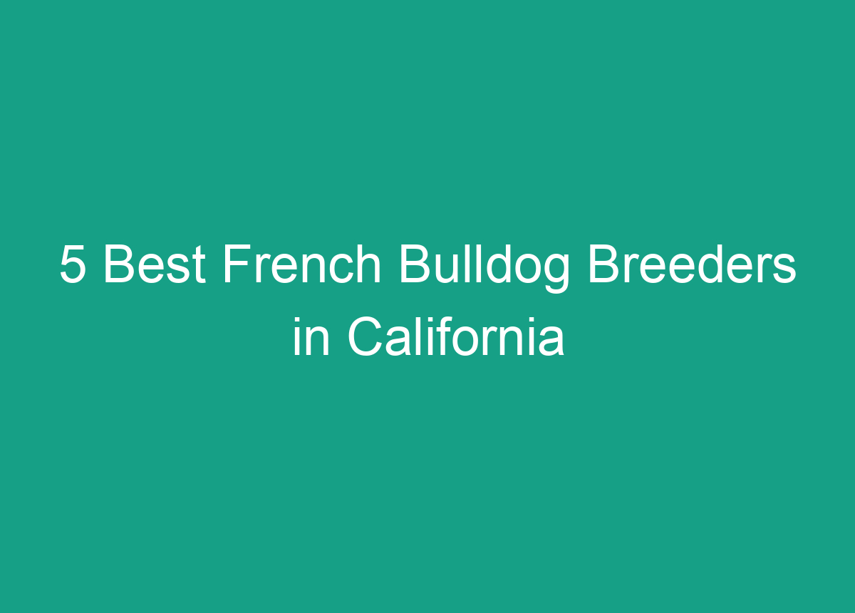 5 Best French Bulldog Breeders In California