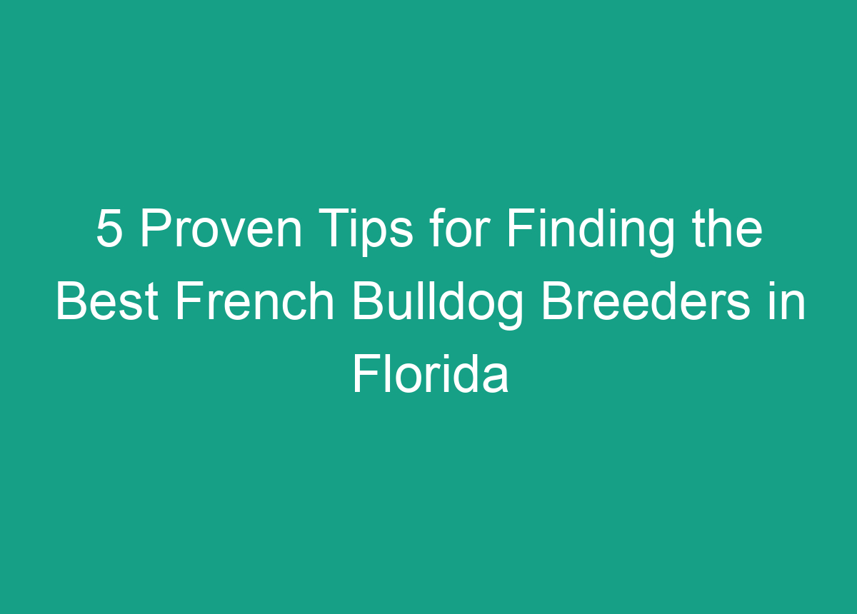 5 Proven Tips For Finding The Best French Bulldog Breeders In Florida