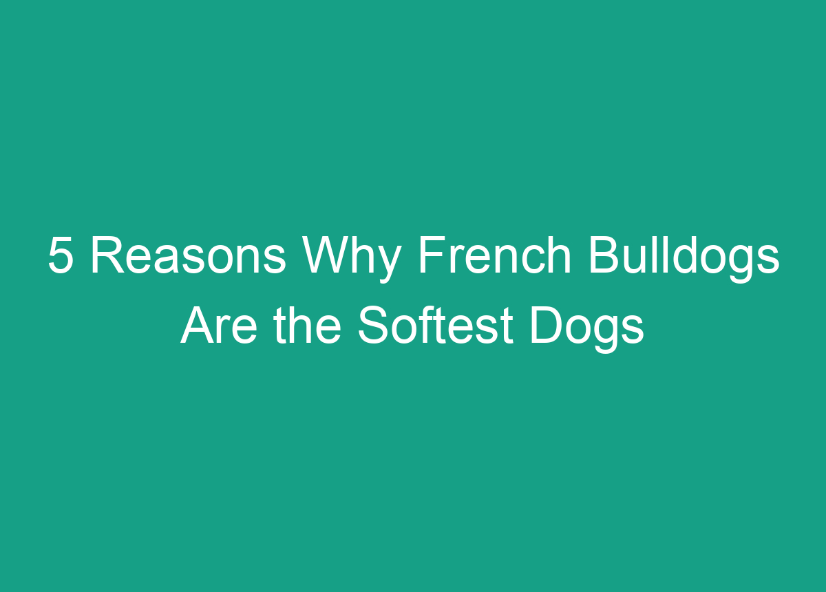 5 Reasons Why French Bulldogs Are The Softest Dogs