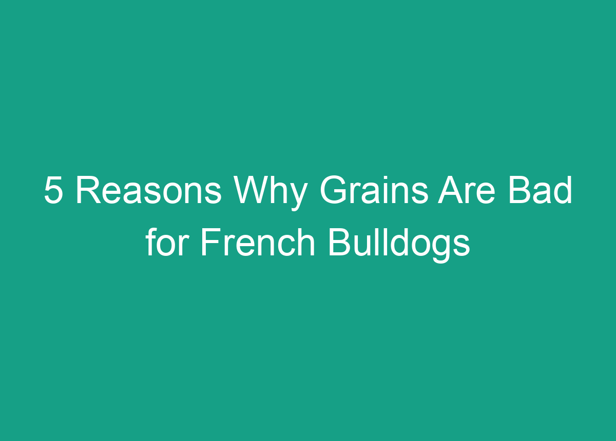 French Bulldog Tail Problems: Causes And Solutions