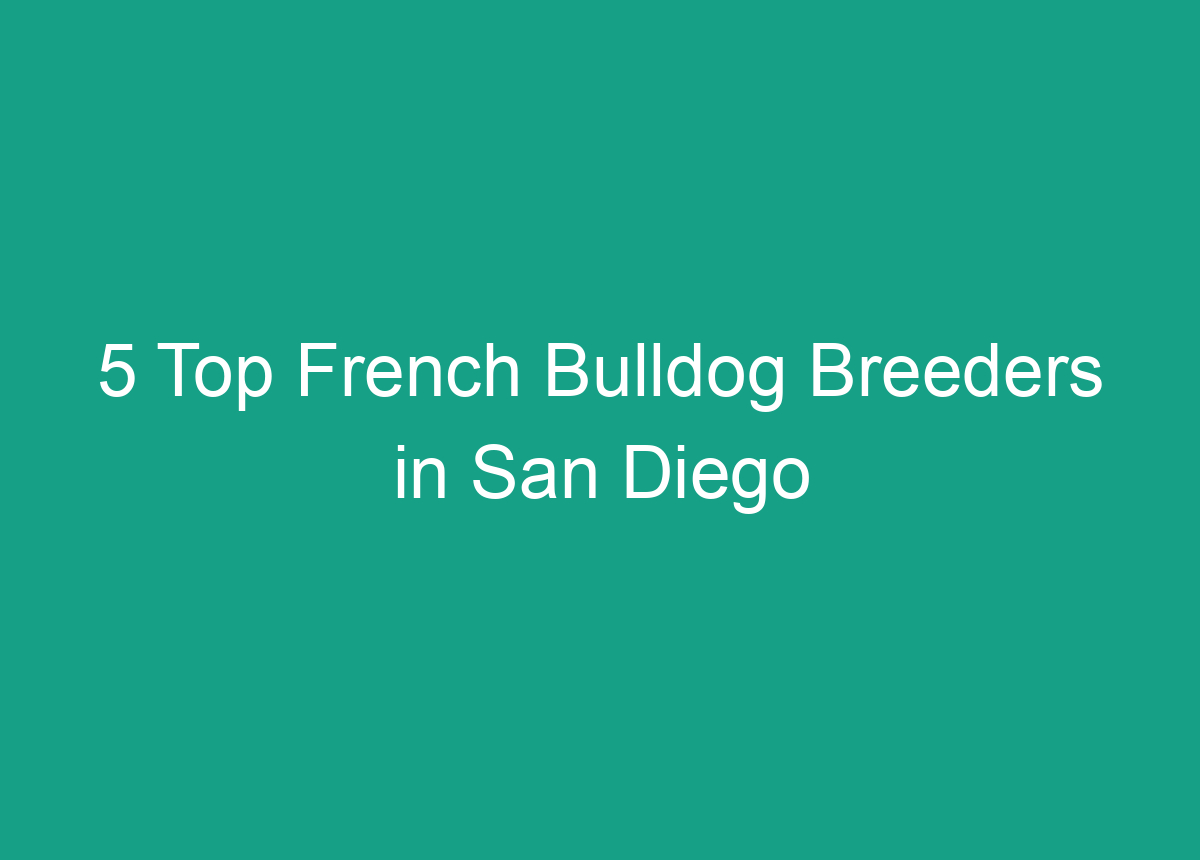 5 Top French Bulldog Breeders In San Diego