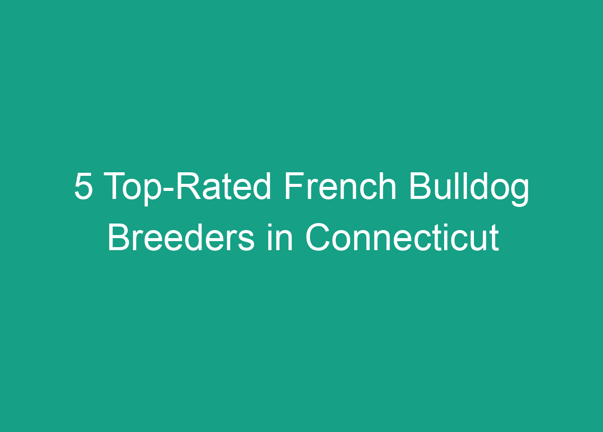 5 Top-Rated French Bulldog Breeders In Connecticut