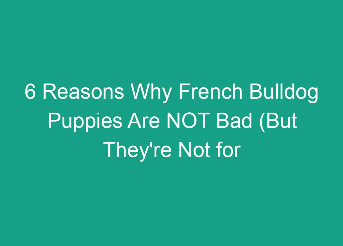 6 Signs Your French Bulldog Is Aggressive And How To Deal With It