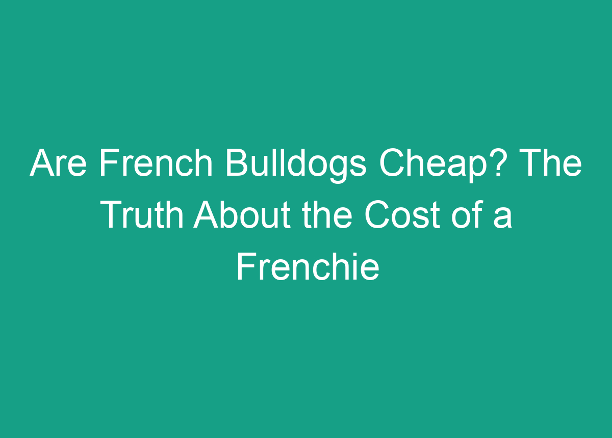 Are French Bulldogs Cheap? The Truth About The Cost Of A Frenchie