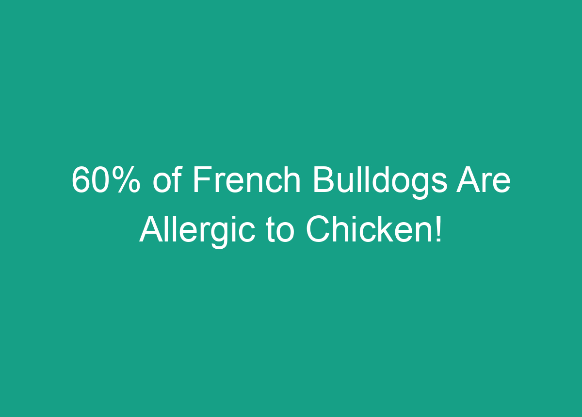 60% Of French Bulldogs Are Allergic To Chicken!