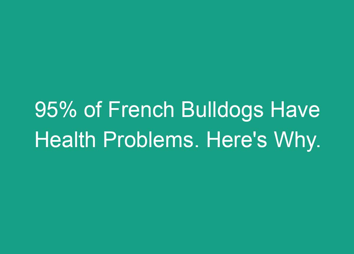 French Bulldog Health Problems: Common Issues And Preventive Measures