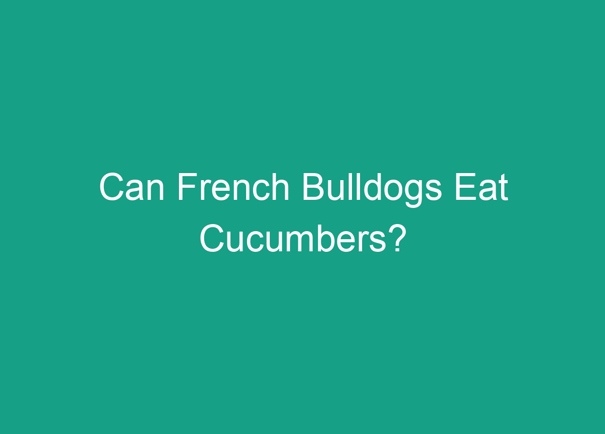 French Bulldog Size Guide: Everything You Need To Know