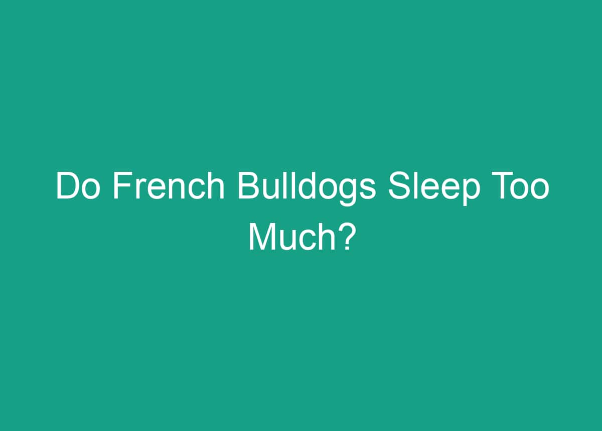 French Bulldog Size Guide: Everything You Need To Know