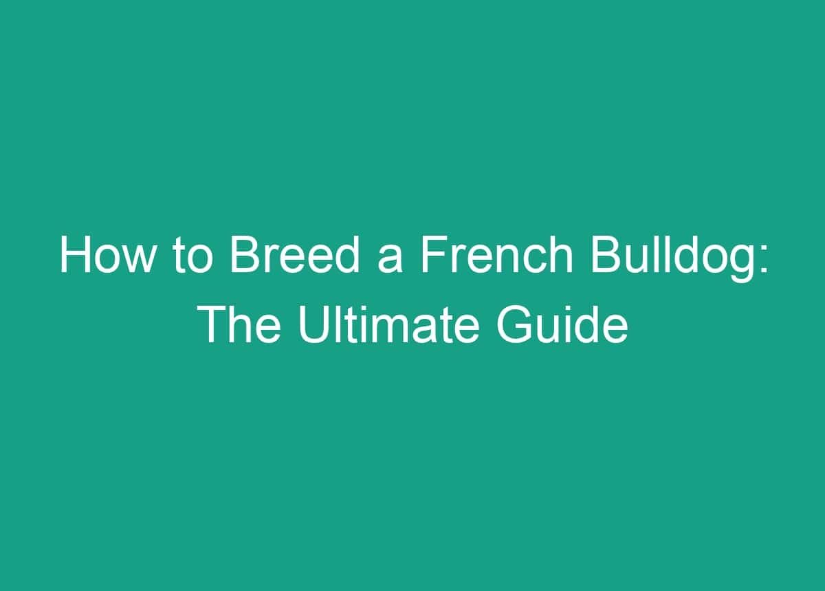 How To Breed A French Bulldog: The Ultimate Guide