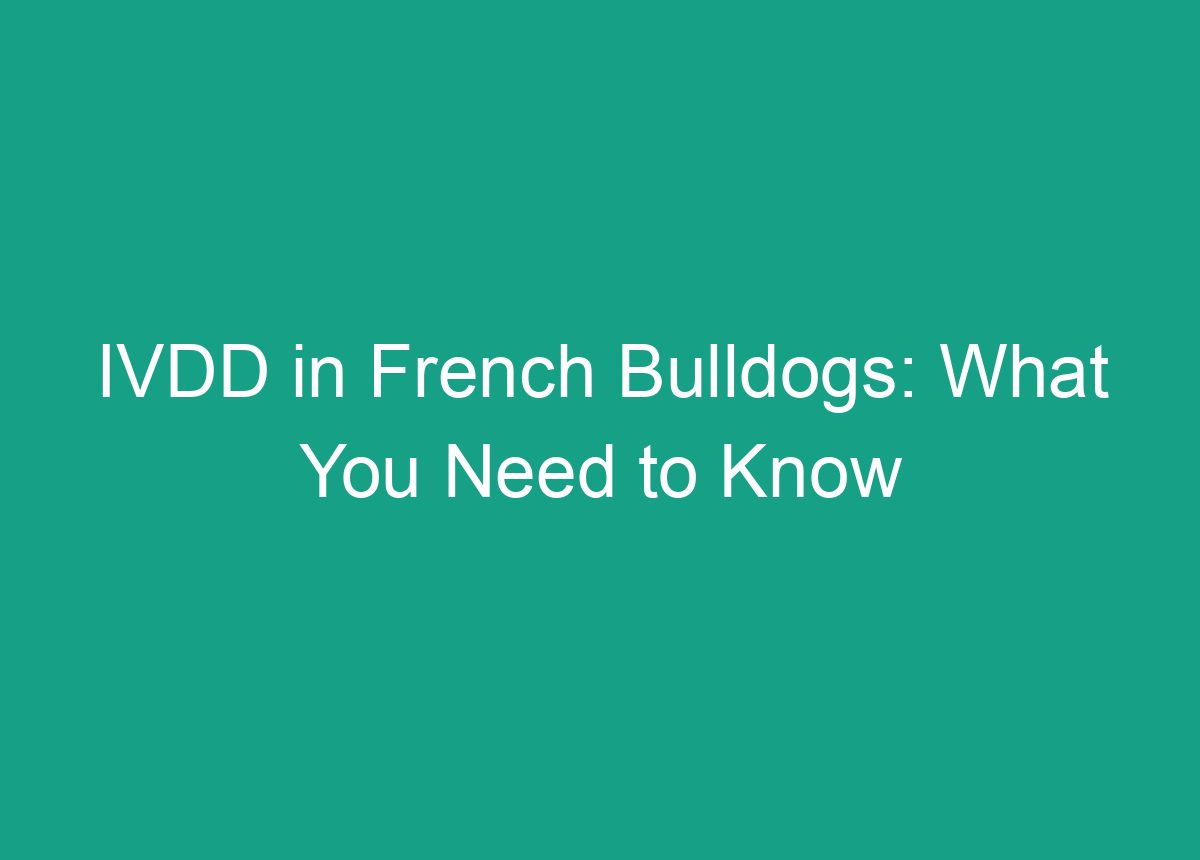 IVDD In French Bulldogs: Causes, Symptoms, And Treatment Options
