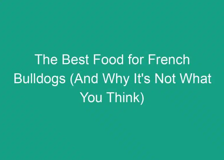 French Bulldogs Can Eat These 7 Fruits!