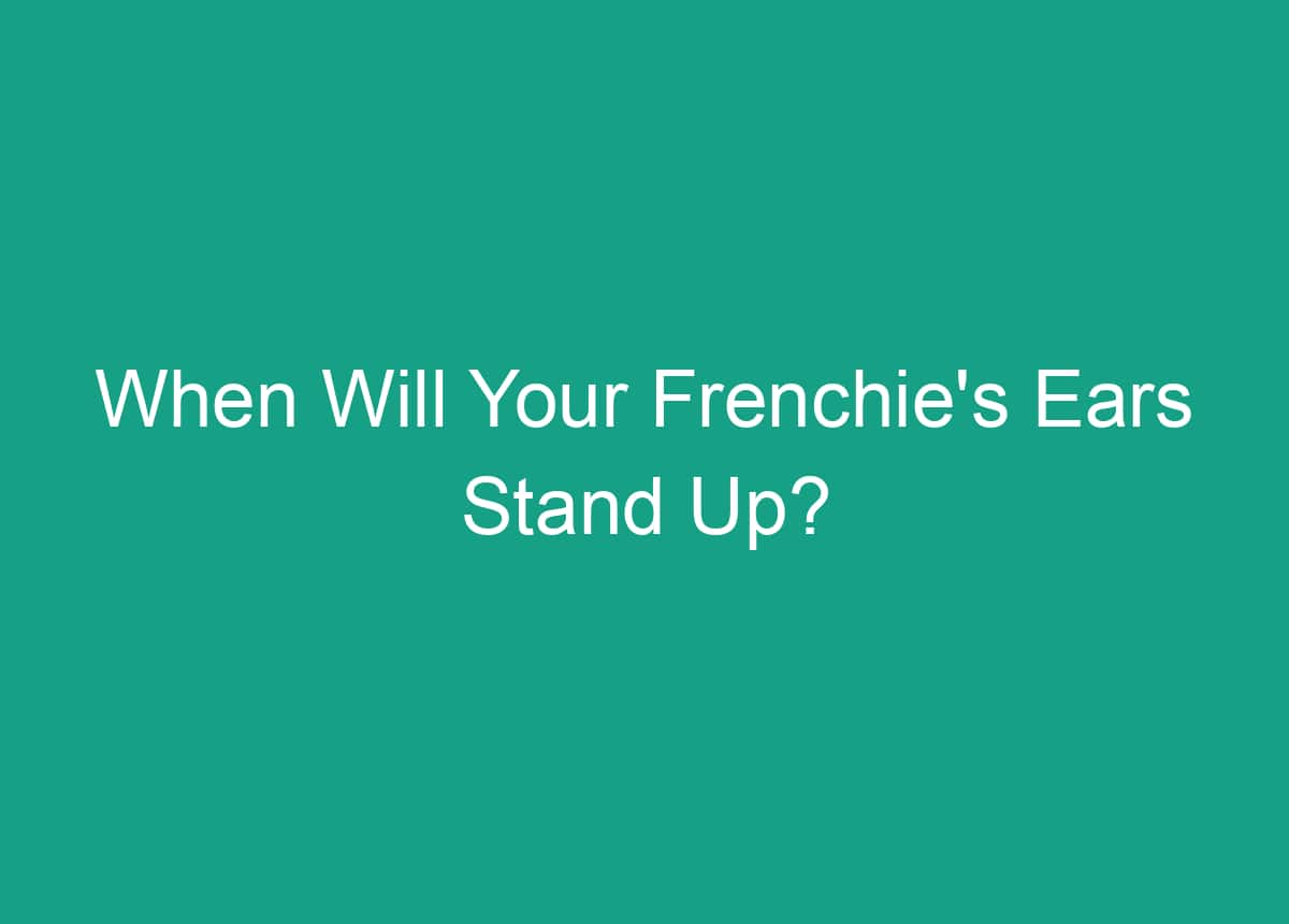 When Will Your Frenchie's Ears Stand Up?