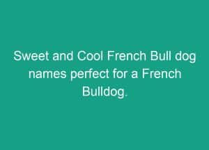 300+ Cool And Cute French Bulldog Names: Perfect For Girl And Boy ...